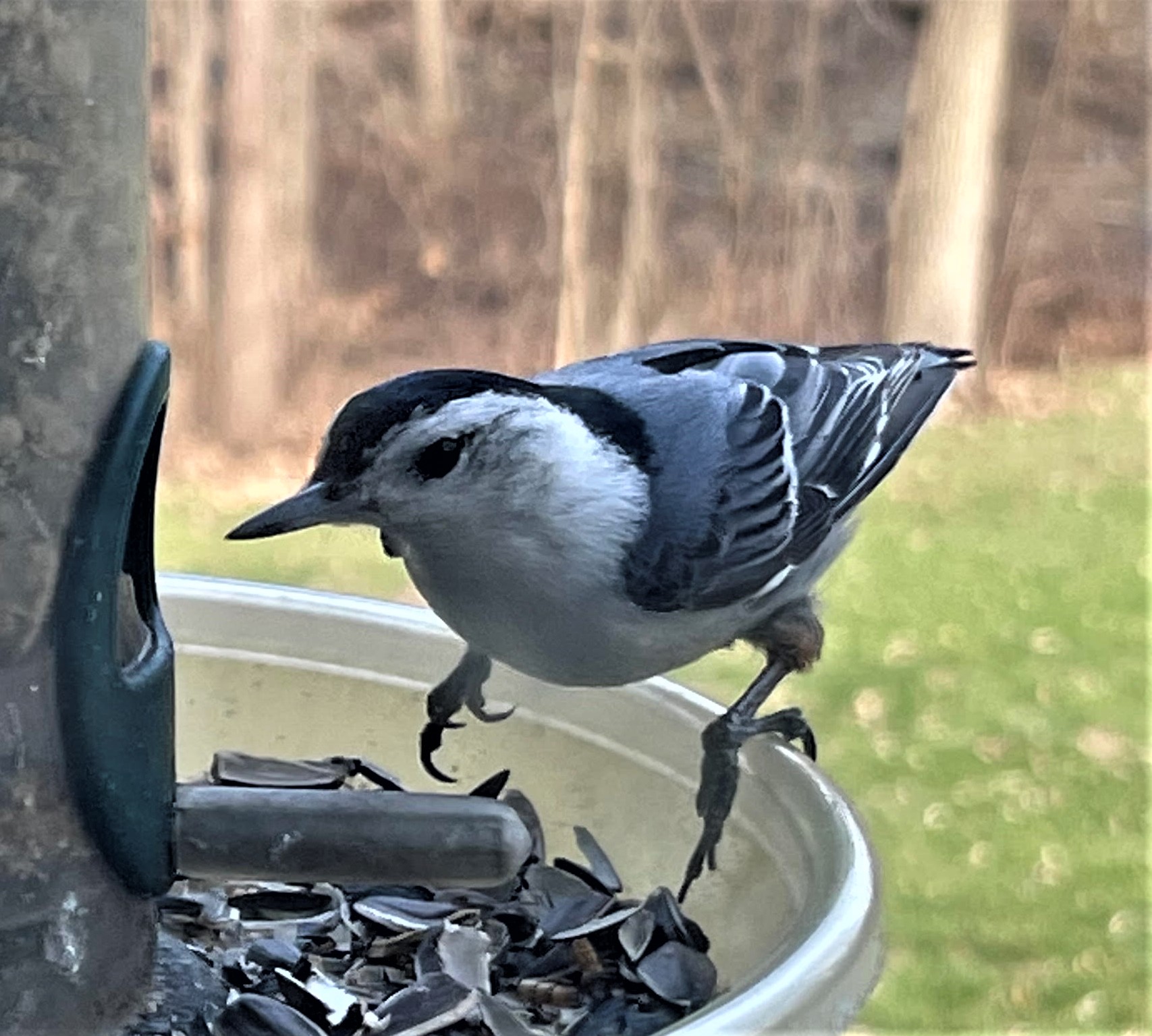 Art Lesson: How to Paint a Nuthatch – Yeshua's Child Art